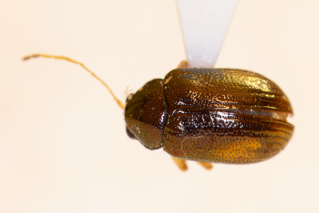 Leaf Beetles from Franklin County, MO, USA on June 04, 2024 at 08:36 PM ...
