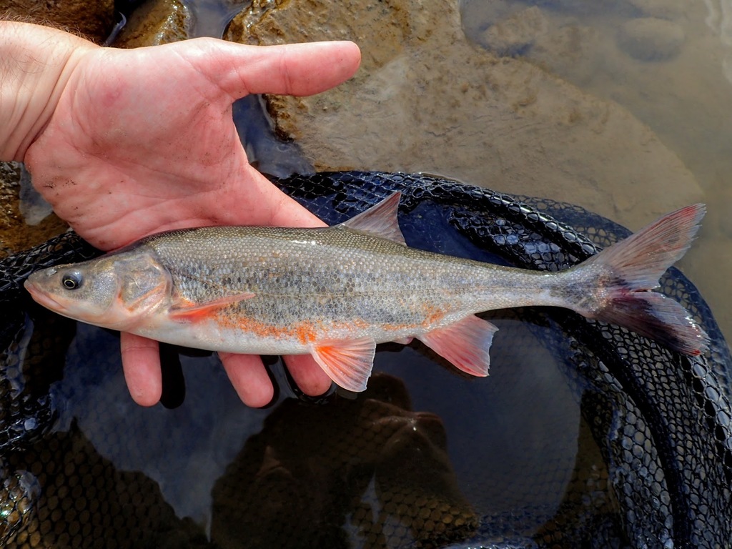 Roundtail Chub (Wildlife of the United States - Fish Pt.5) · iNaturalist