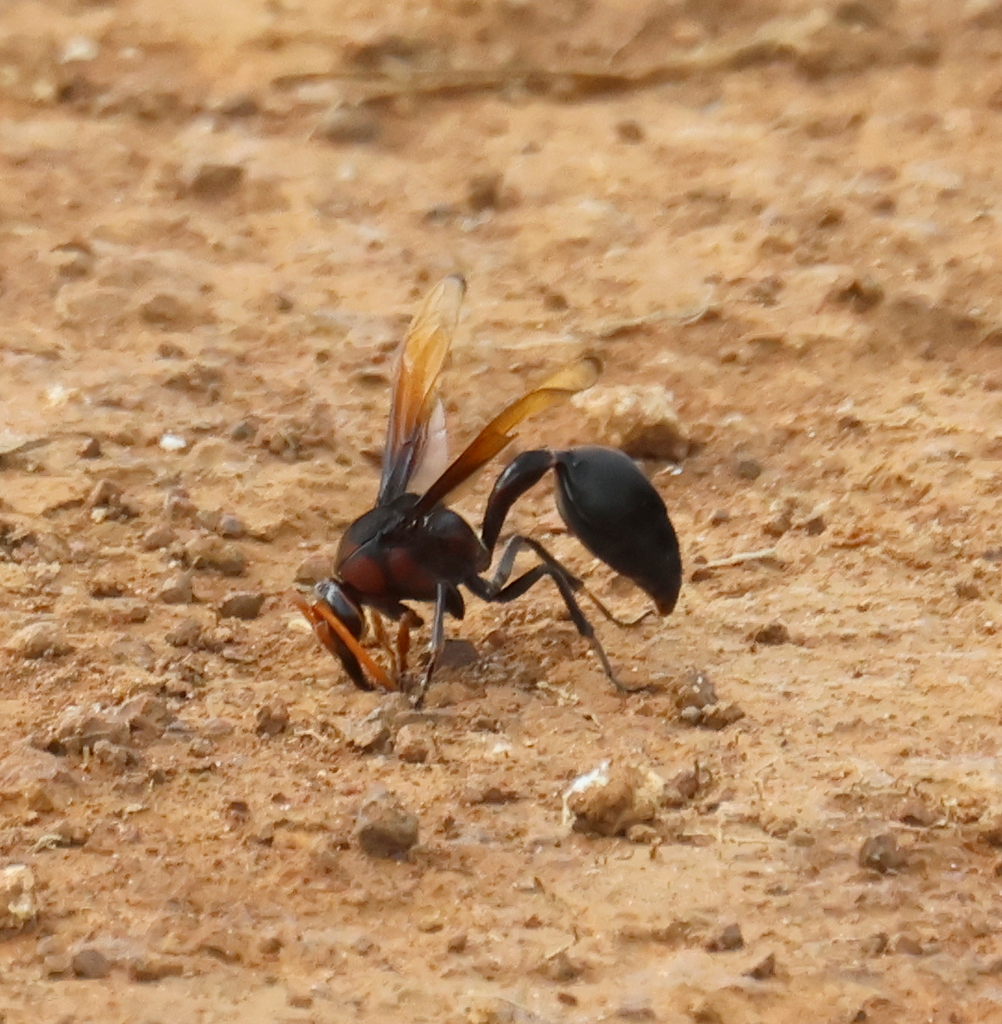 Delta pyriforme circinale from Triadic Cres, Christmas Island 6798 ...