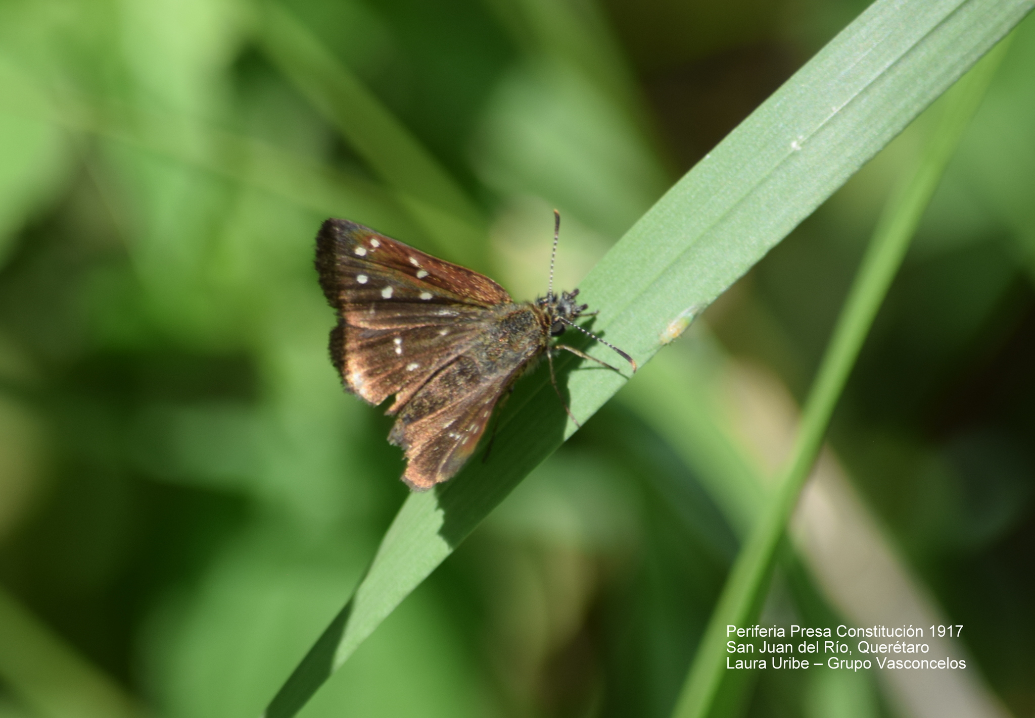 Piruna penaea (Dyar, 1918)