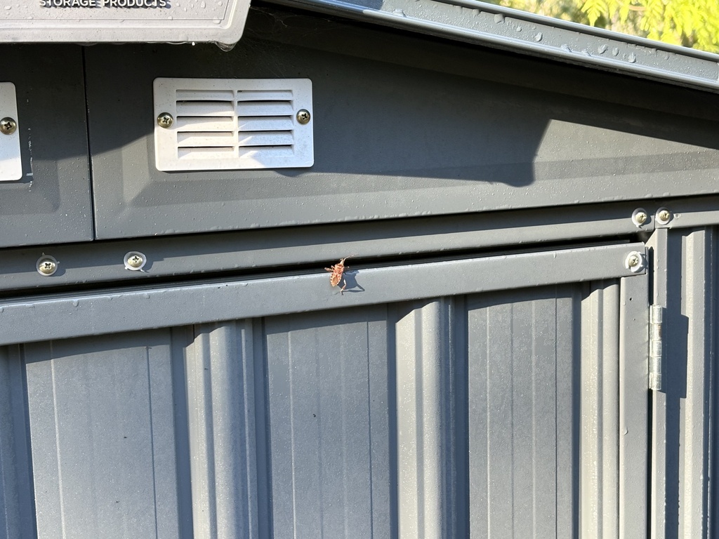 Western Conifer Seed Bug from Pyeatt Pl, Bellingham, WA, US on January ...