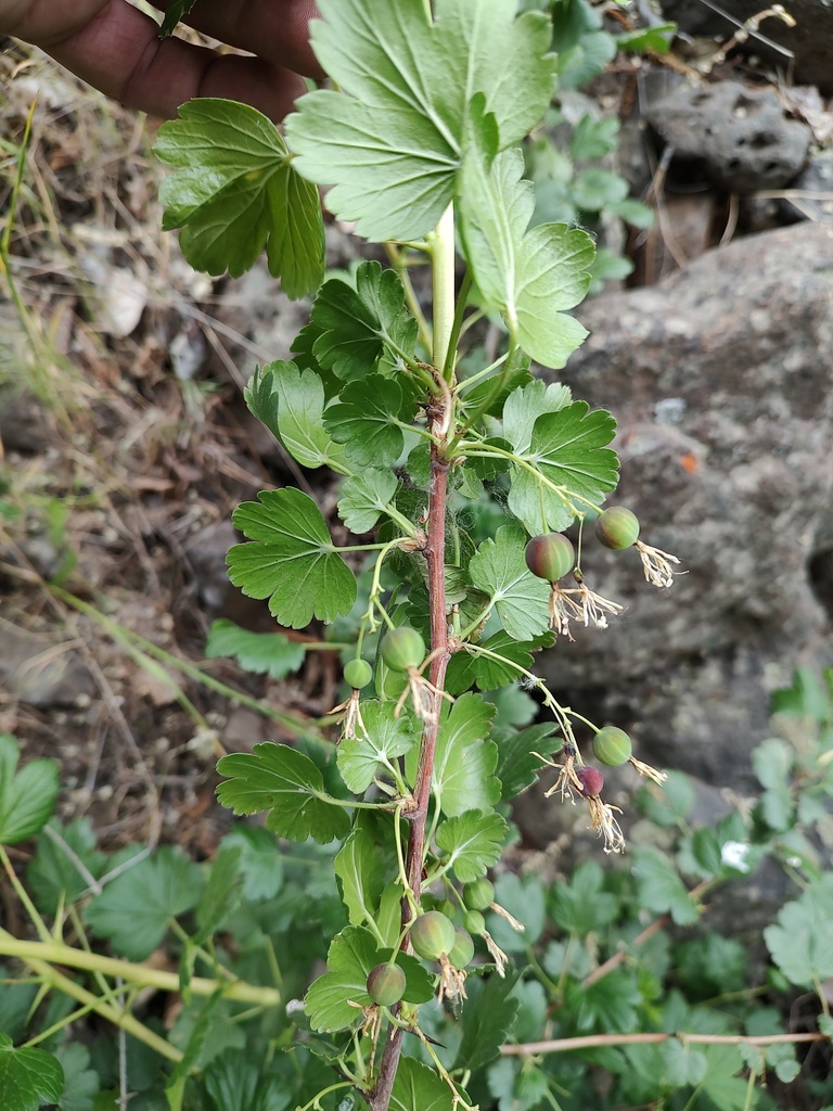 snowy gooseberry from Asotin County, WA, USA on June 1, 2024 at 02:17 ...