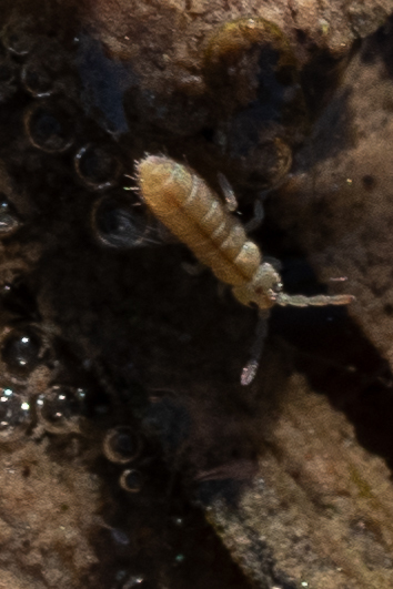 Isotomurus from Delta, BC, Canada on January 18, 2025 at 12:55 PM by ...