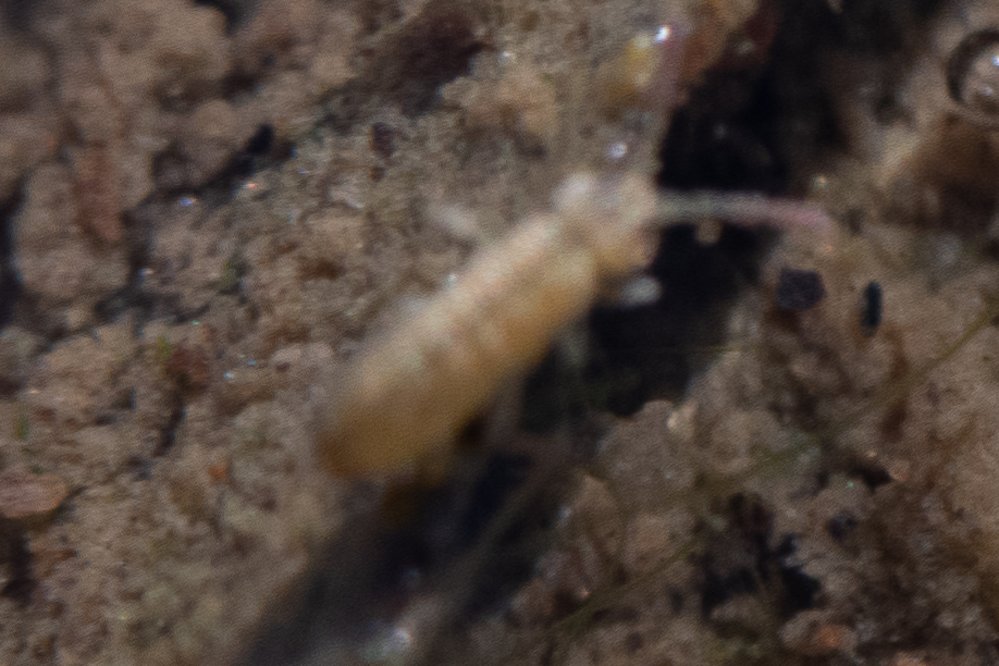 Isotomurus from Delta, BC, Canada on January 18, 2025 at 01:10 PM by ...