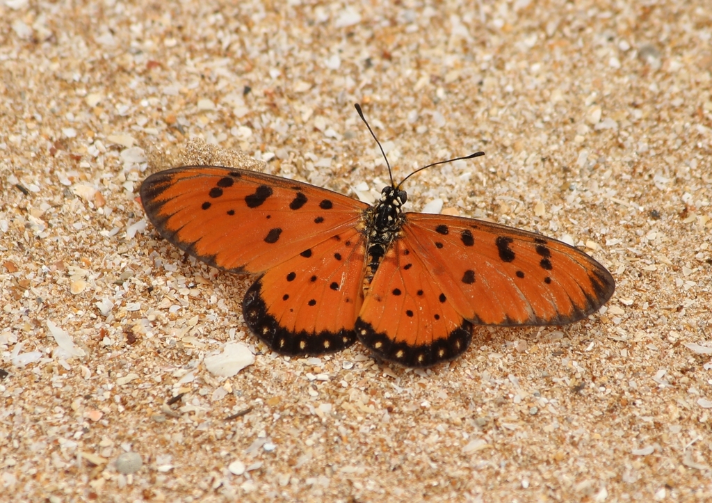 Tawny Coster from Buffalo Creek NT 0812, Australia on January 18, 2025 ...
