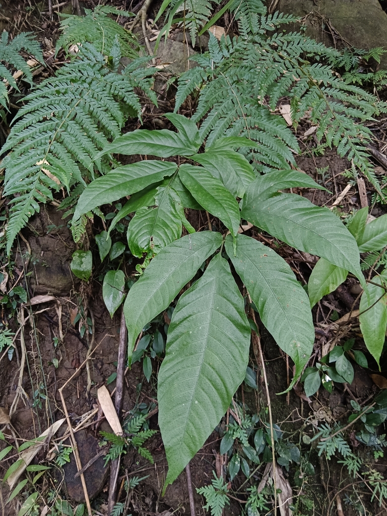 Tectaria polymorpha in January 2025 by 你猜猜看 · iNaturalist