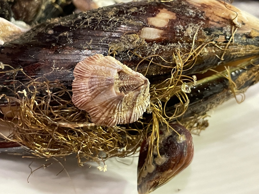 Triangle Barnacle in January 2025 by Alex Pintsen JIN. The barnacle ...