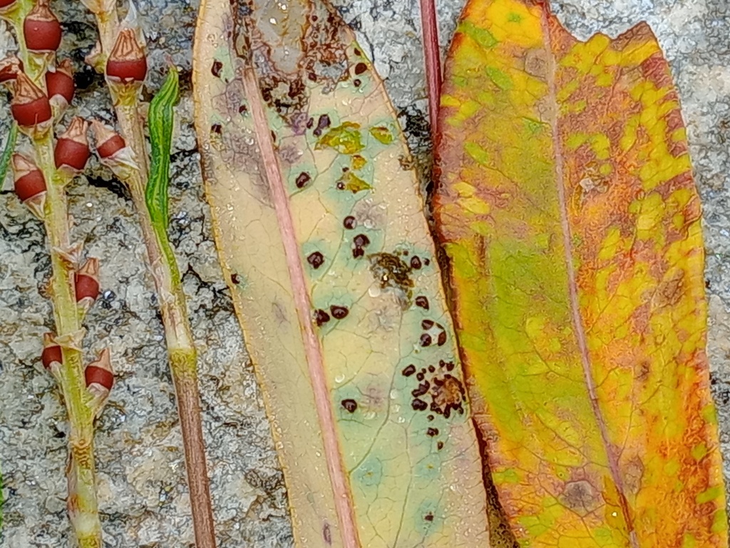Puccinia polygoni-vivipari from 73480 Bessans, France on September 4 ...