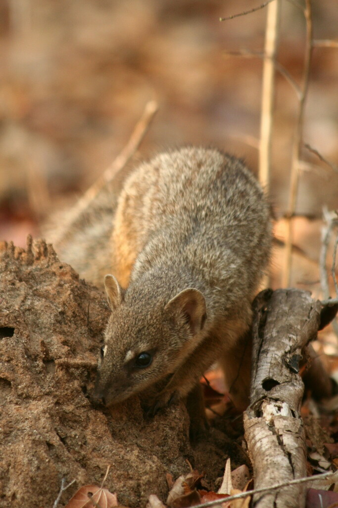 Bokiboky in October 2008 by Kieron Huston · iNaturalist