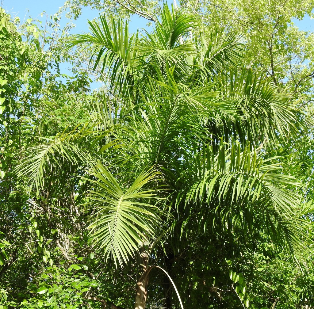 Gaussia maya in July 2019 by Jan Meerman · iNaturalist