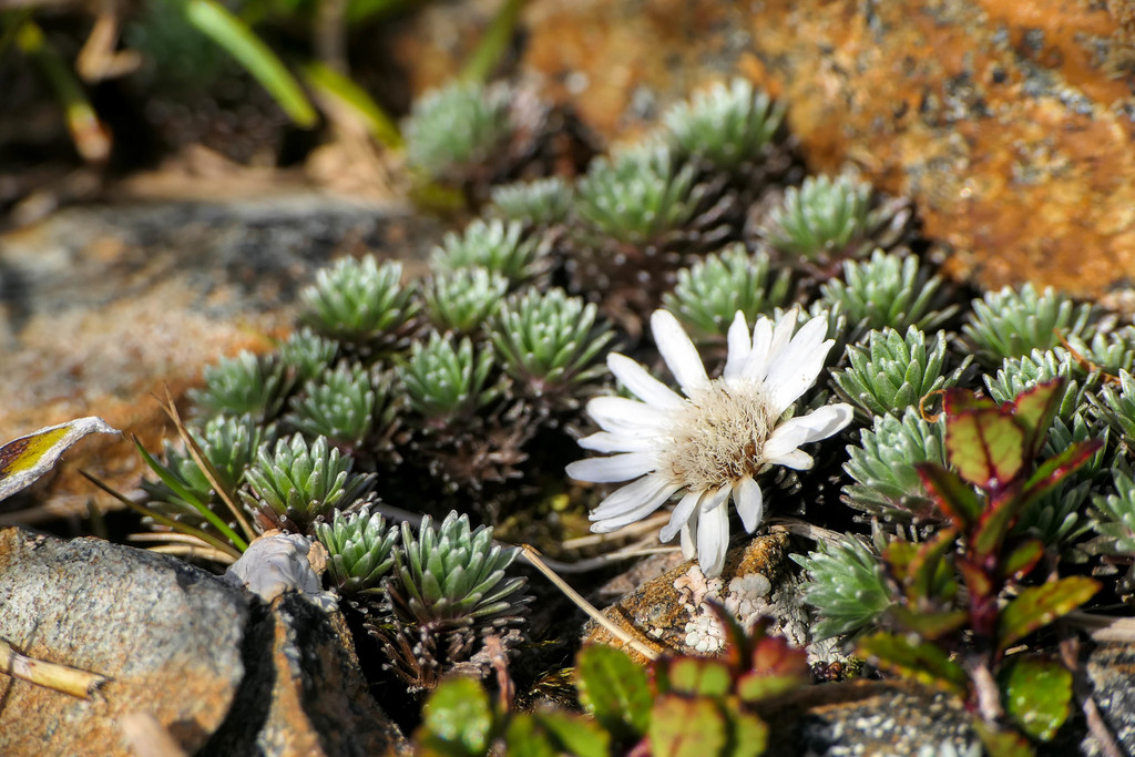 large-flowered mat daisy from Paparoa National Park, New Zealand on ...
