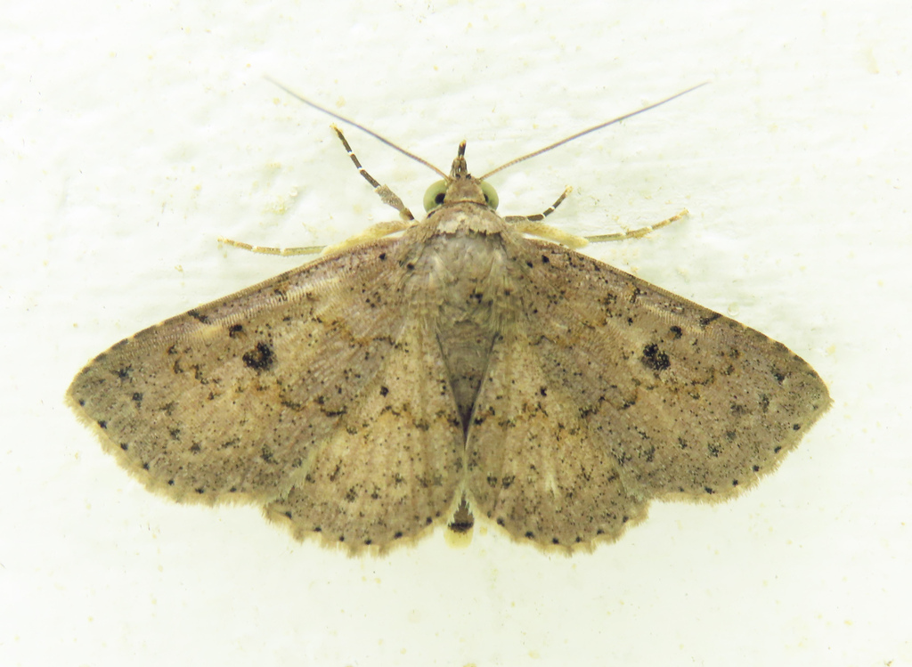 Antiblemma abas from Villavicencio, Meta, Colombia on January 16, 2025 ...