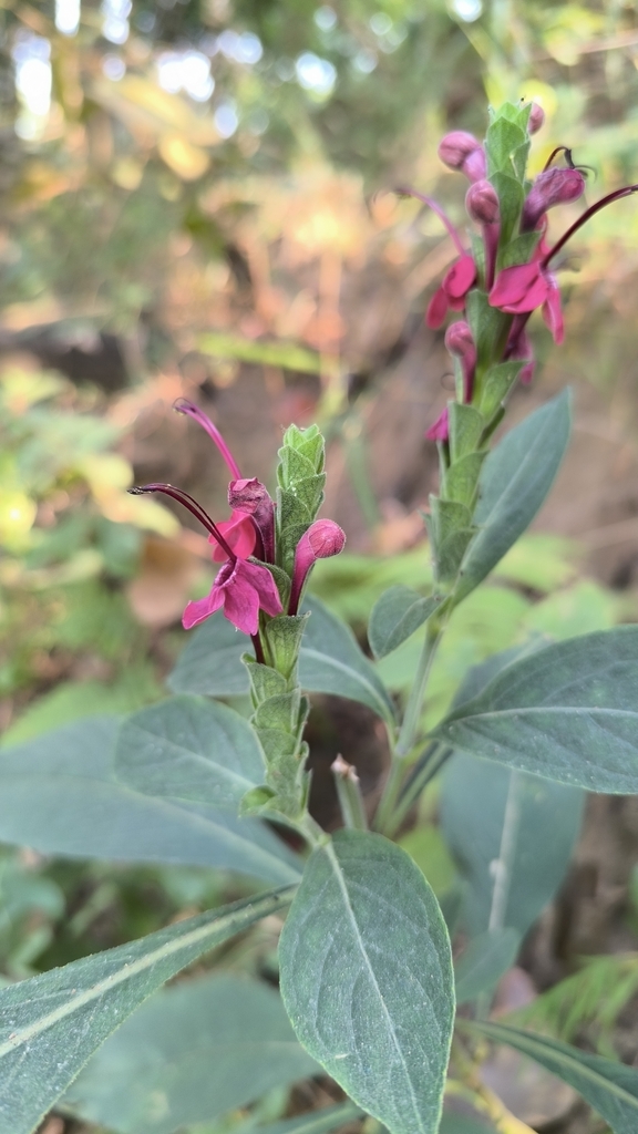 Eranthemum from Q32C+FF7, Shantinagar 57200, Nepal on January 19, 2025 ...