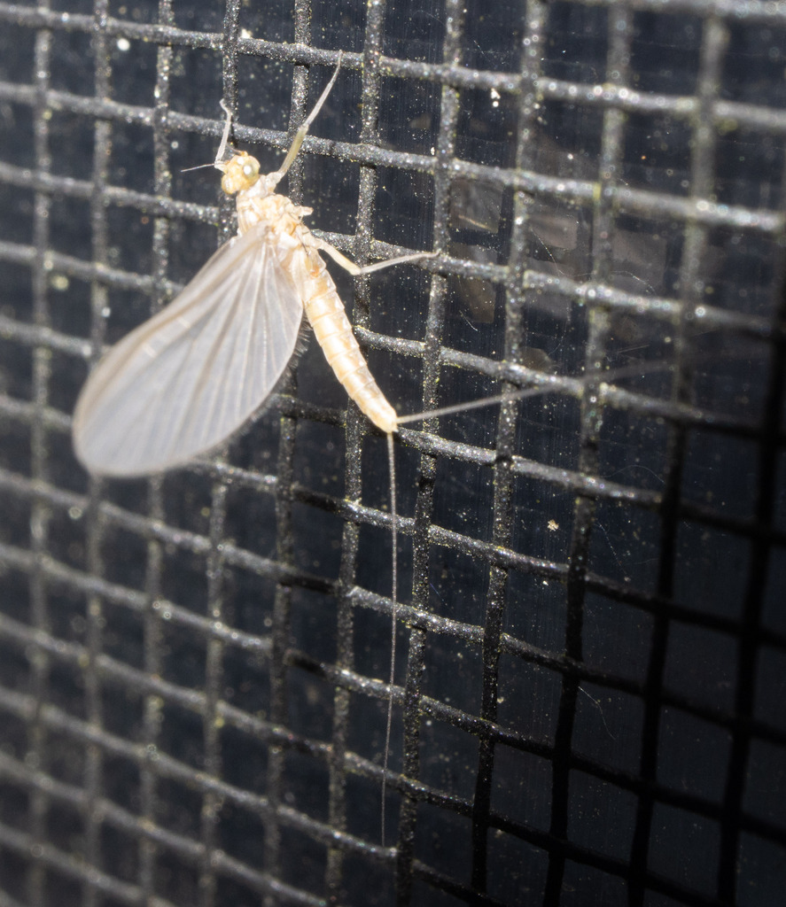 Small Mayflies from Calais, VT, USA on September 29, 2024 at 08:35 PM ...
