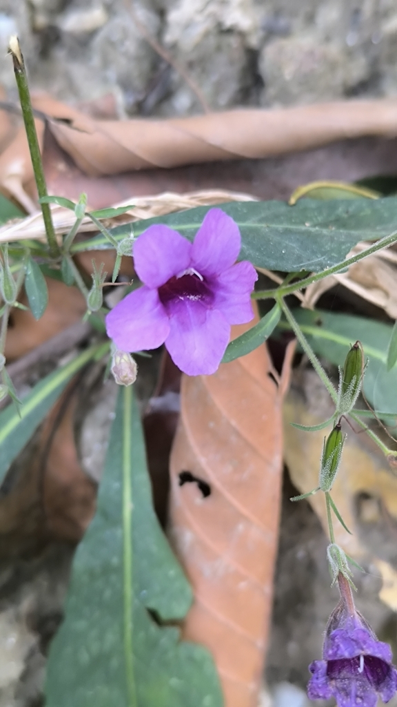 Echinacanthus from Kolbung 57300, Nepal on January 19, 2025 at 01:04 PM ...