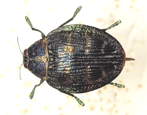 Polybothris coccinella · iNaturalist