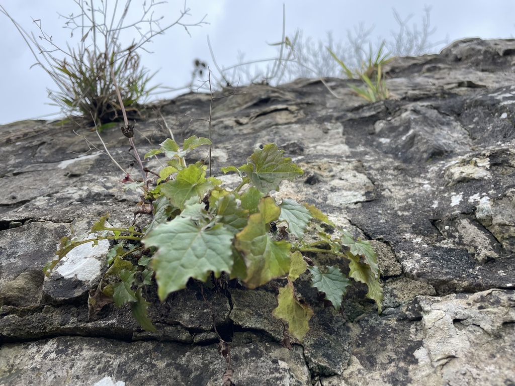 Wall Lettuce from Plas Llanmihangel, Cowbridge, Wales, GB on January 19 ...