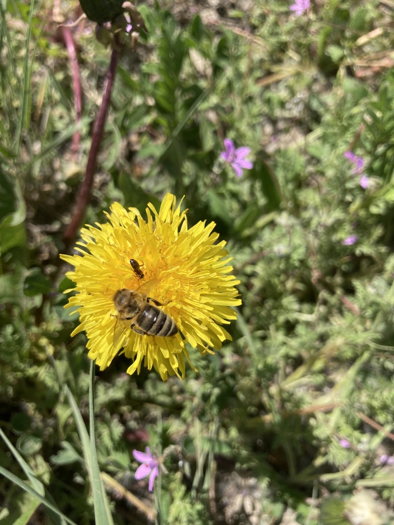 Western Honey Bee from Quarry Park, Calgary, AB, Canada on May 31, 2024 ...
