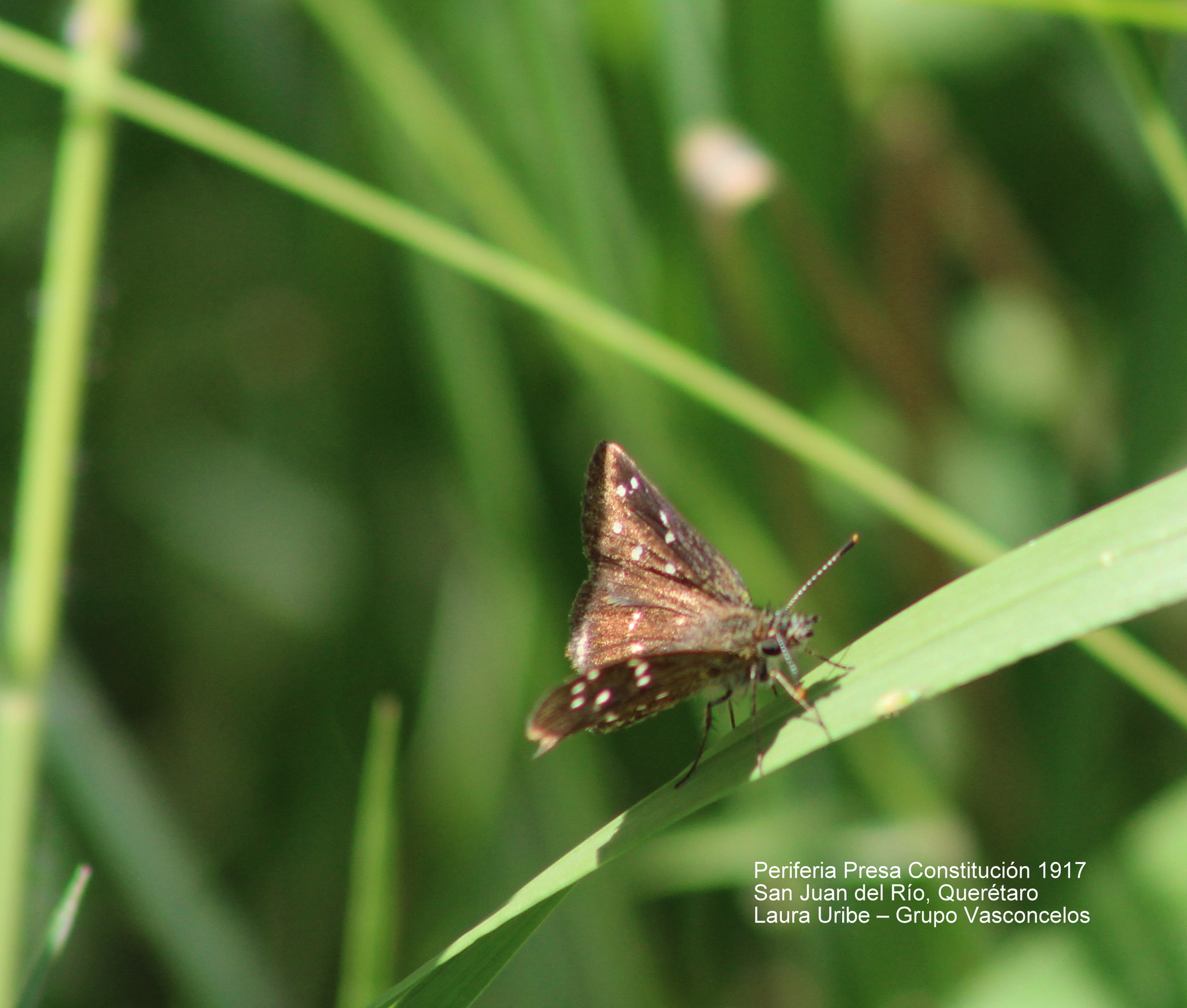 Piruna penaea (Dyar, 1918)