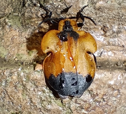 Lycus humerosus · iNaturalist Mexico