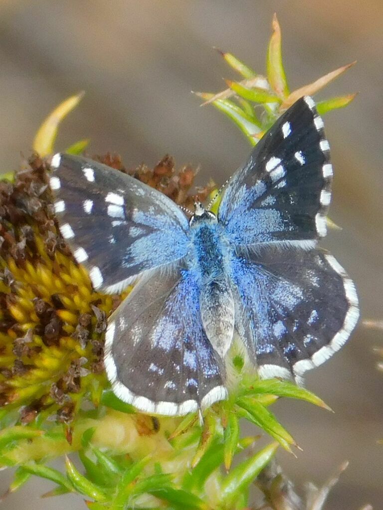 Vivid Blue from Overberg District Municipality, South Africa on January ...