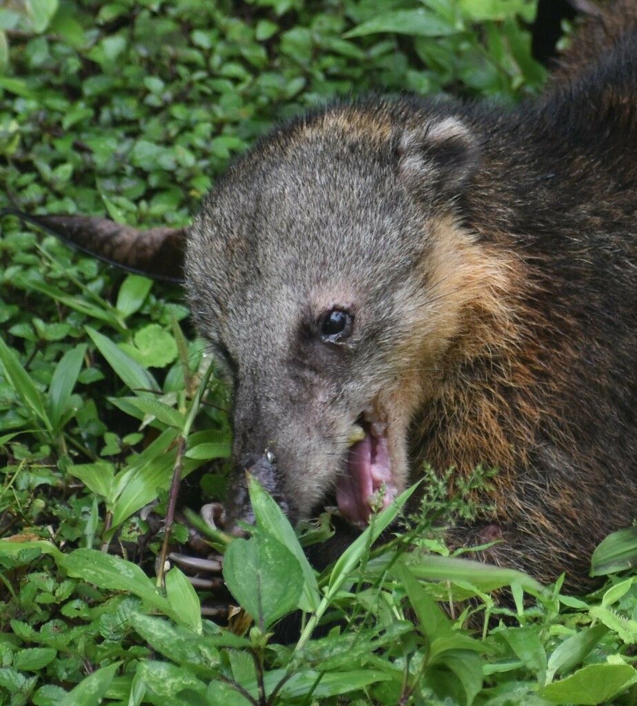 Mountain Coati in January 2025 by Jeff Chapman · iNaturalist