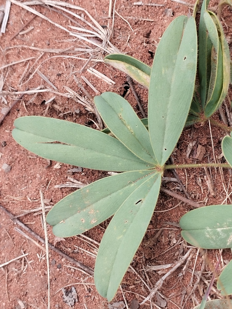 Hoarypeas from Farm 495, Angels Valley Nature Lodge, Sterkfontein ...