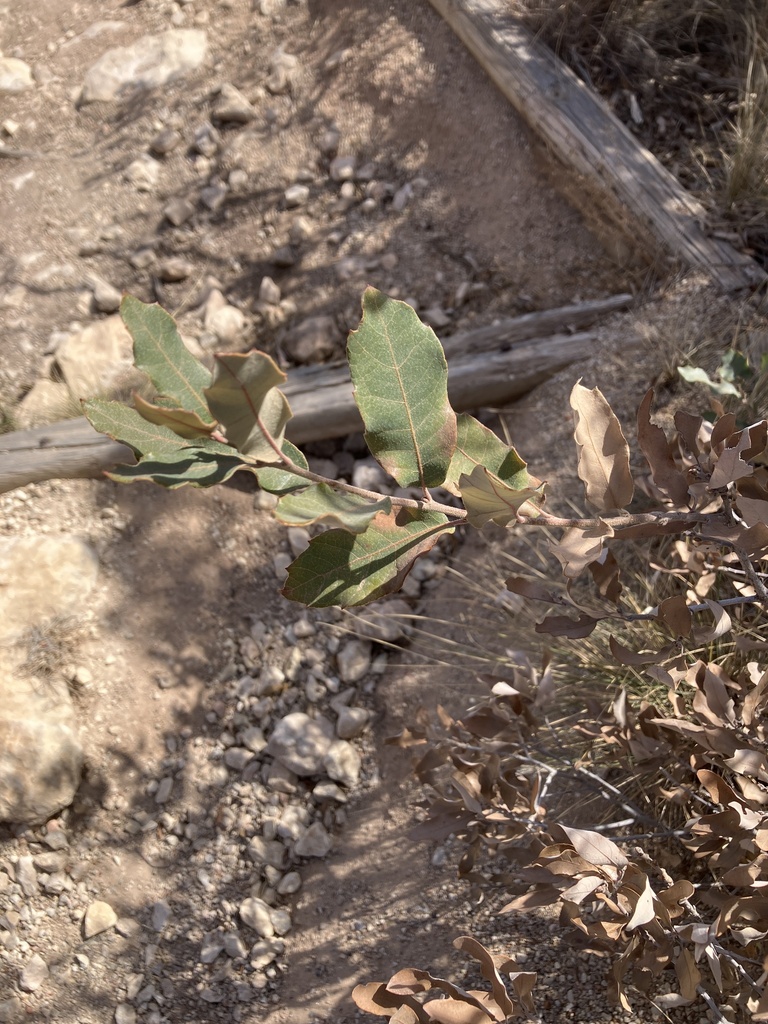 Mohr Oak from Big Spring State Park, Big Spring, TX, US on January 19 ...