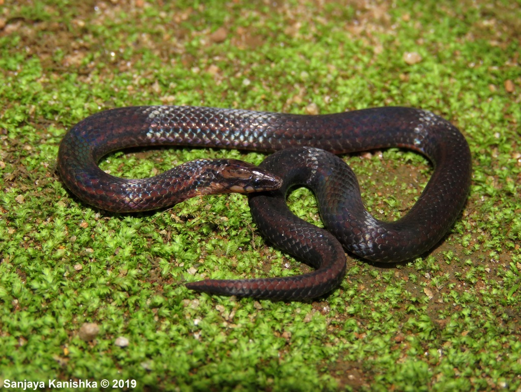 Common Rough-sided Snake (Aspidura trachyprocta) - Snakes and Lizards