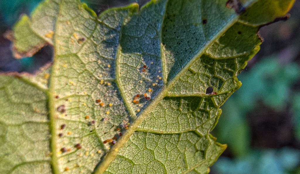 Takamatsuella circinata in October 2024 by grinnin. Last photo: 1st ...