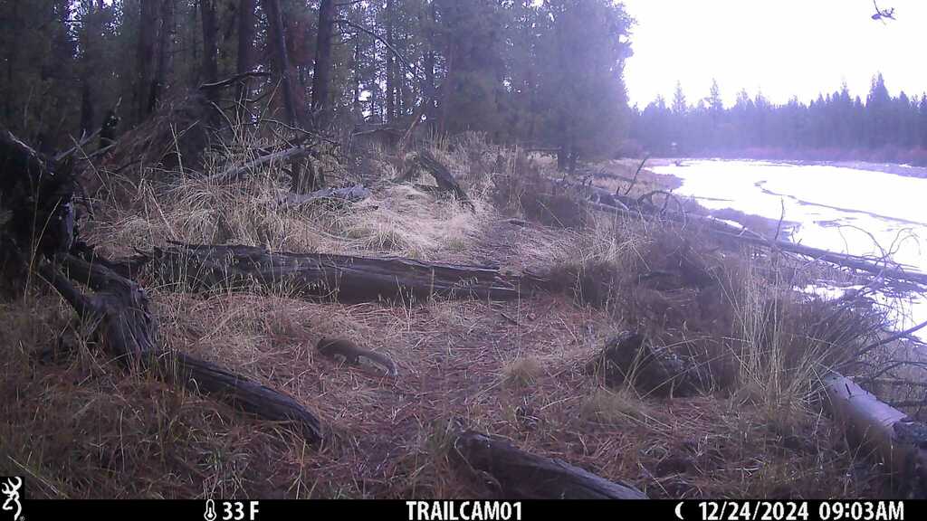 Western Gray Squirrel from North Slough, Deschutes County, OR, USA on ...