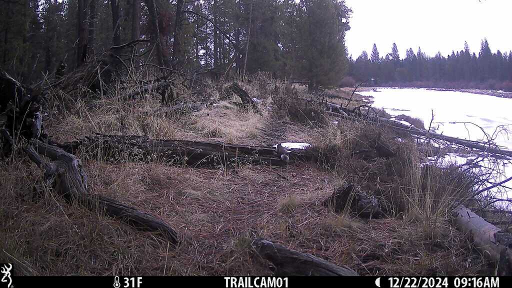 Tree Squirrels from North Slough, Deschutes County, OR, USA on December ...
