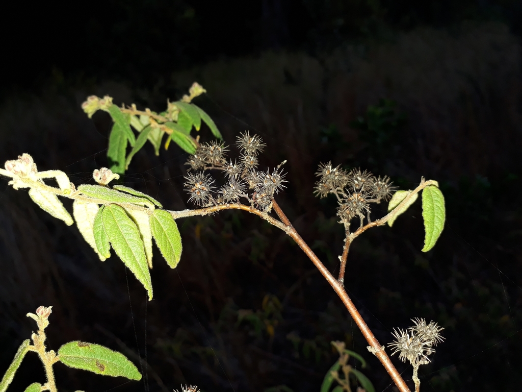 Commersonia dasyphylla (Budawang Coast plant species Part 1 (A-E ...
