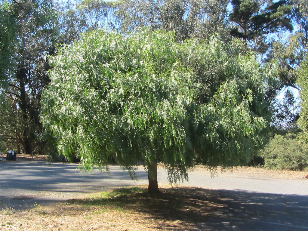 Peruvian Pepper Tree from John McLaren Park, San Francisco on August 20 ...