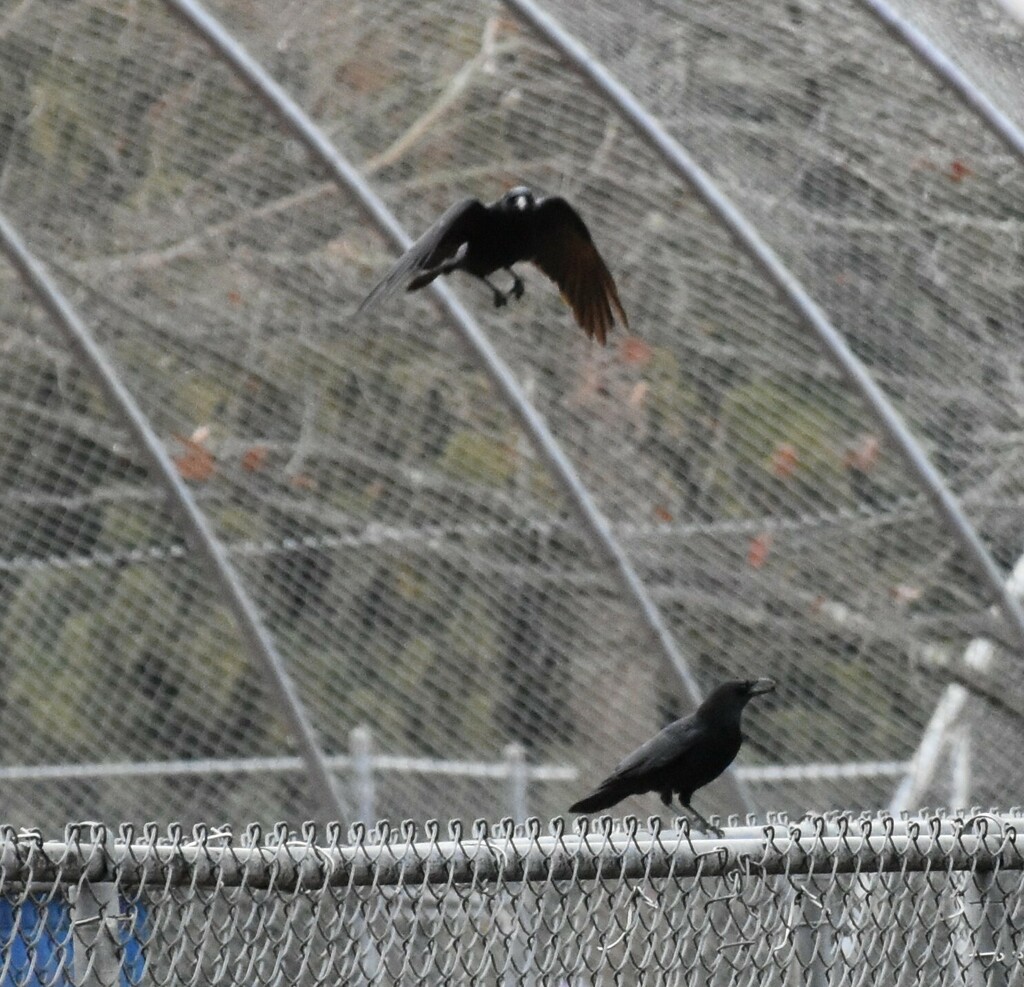 American Crow from Mountain Park, GA, USA on January 19, 2025 at 12:35 ...
