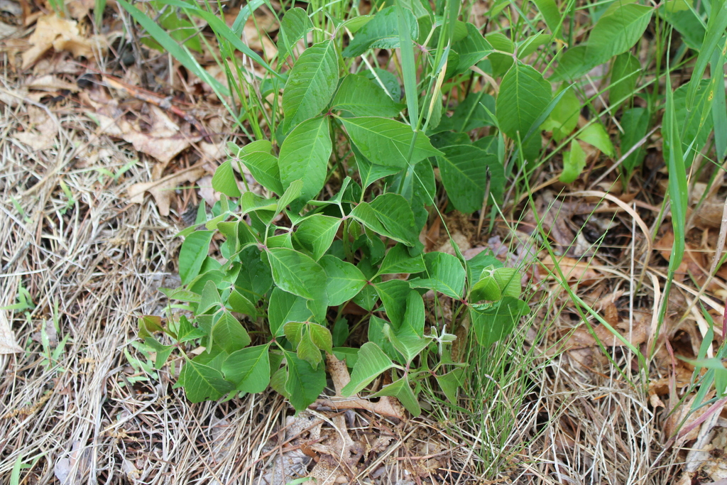 western poison ivy from Burnett County, WI, USA on June 11, 2022 at 10: ...