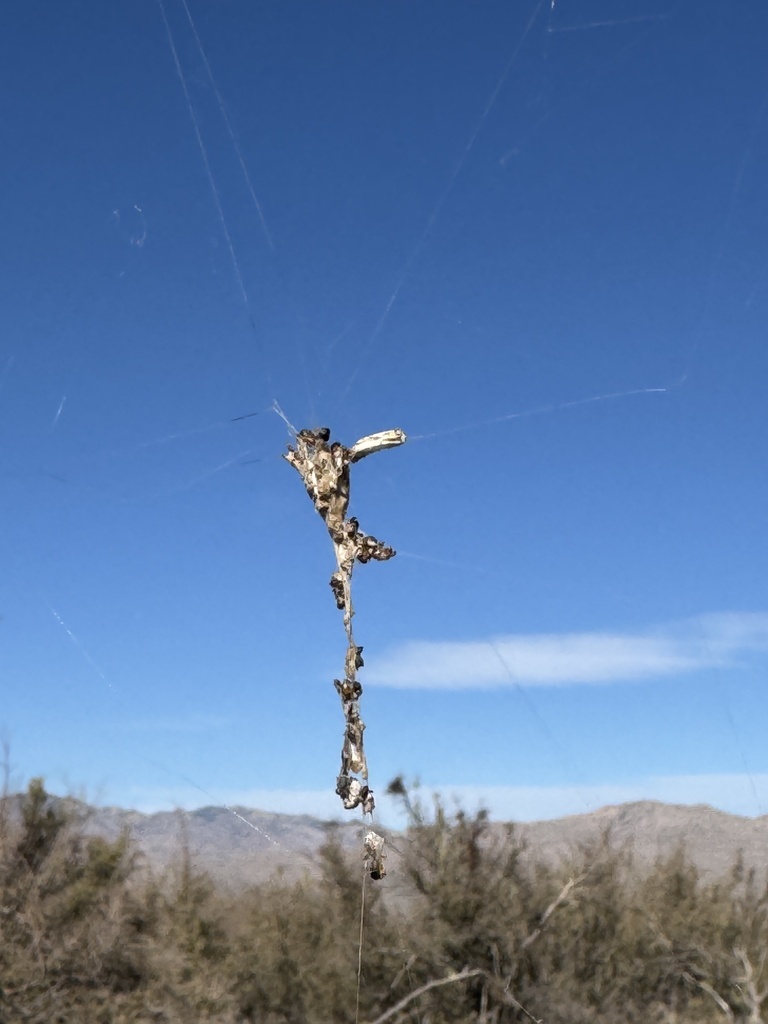 Desertshrub Spiders from Pima County, AZ, USA on January 19, 2025 at 02 ...