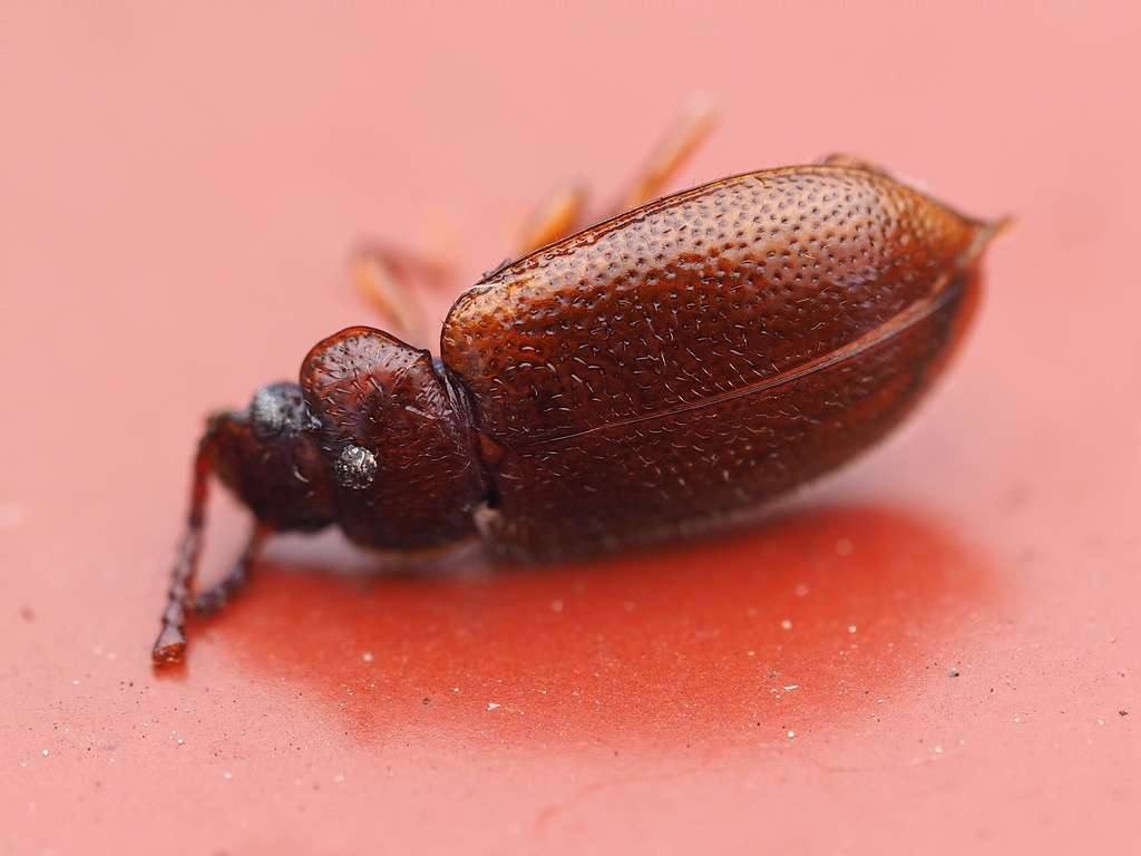 Anaedus brunneus from Taconic Shores, NY 12516, USA on August 31, 2024 ...