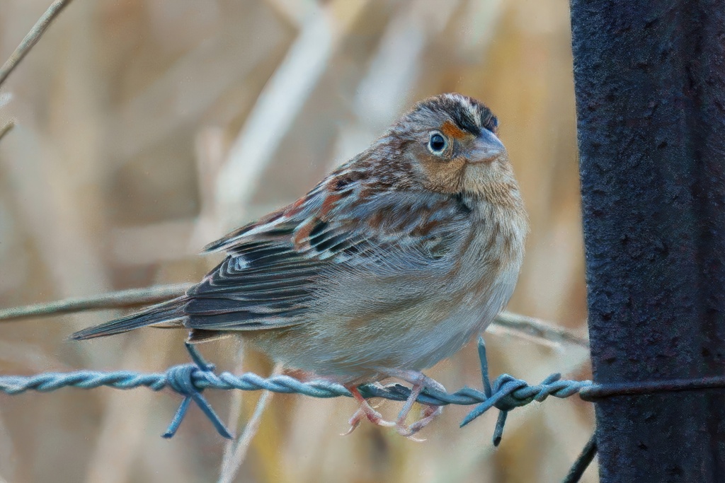 Grasshopper Sparrow from Fred Vail Rd, Lake Charles, LA, US on January ...