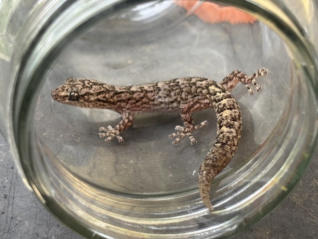 Southern Marbled Gecko from Stork Ave, Belmont, VIC, AU on January 20 ...