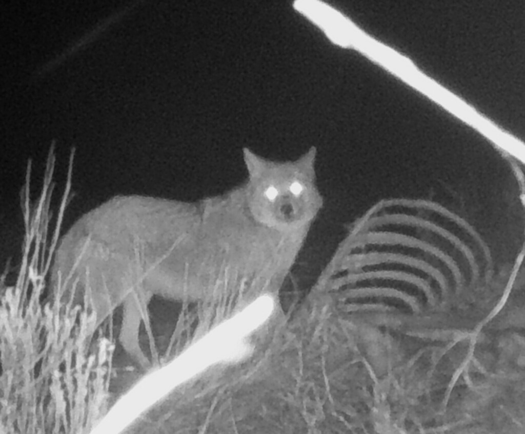 Coyote from Yakima County, WA, USA on January 19, 2025 at 01:56 AM by ...