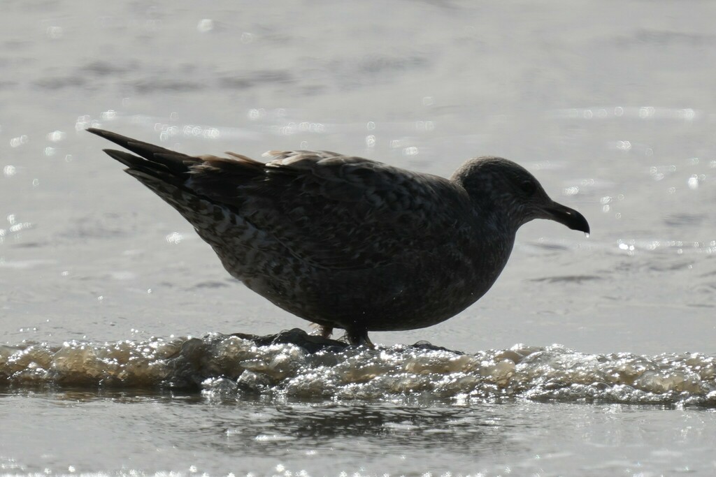 American Herring Gull from Cameron Parish, LA, USA on January 18, 2025 ...