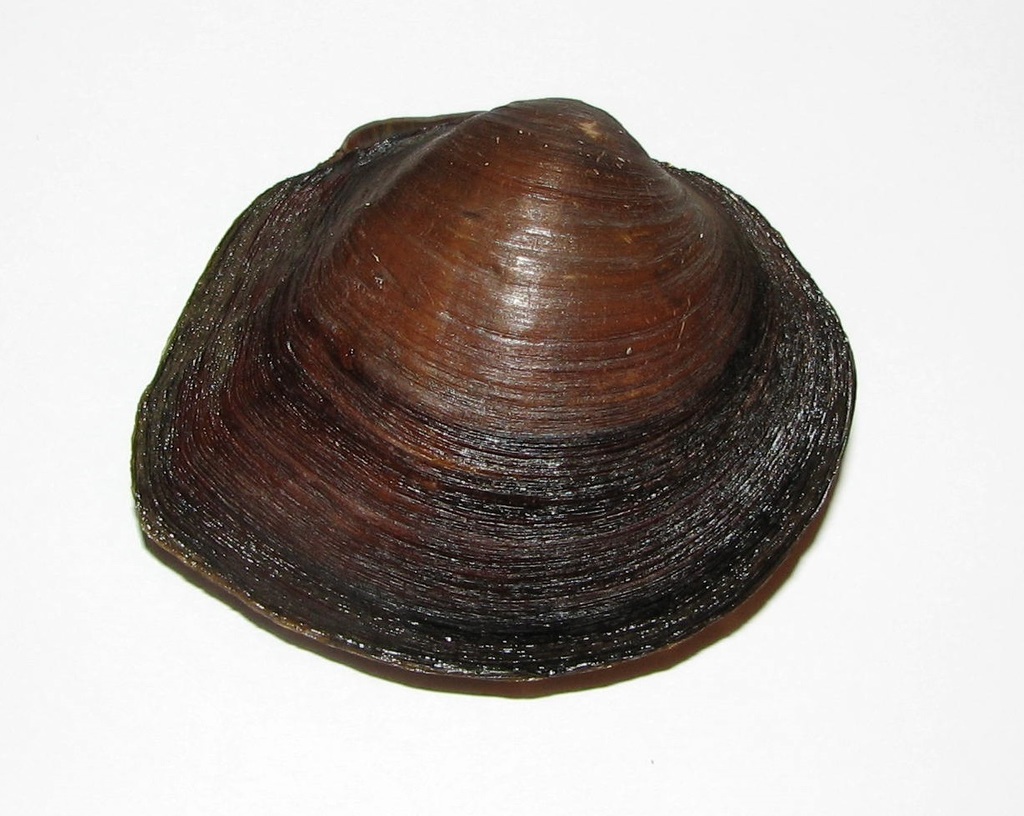 Texas Pigtoe in October 2010 by dbarclay. Maybe askewi, or not ...