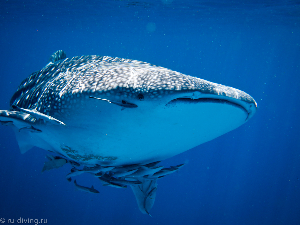 Whale Sharks (Rhincodontidae) - Marine Life Identification