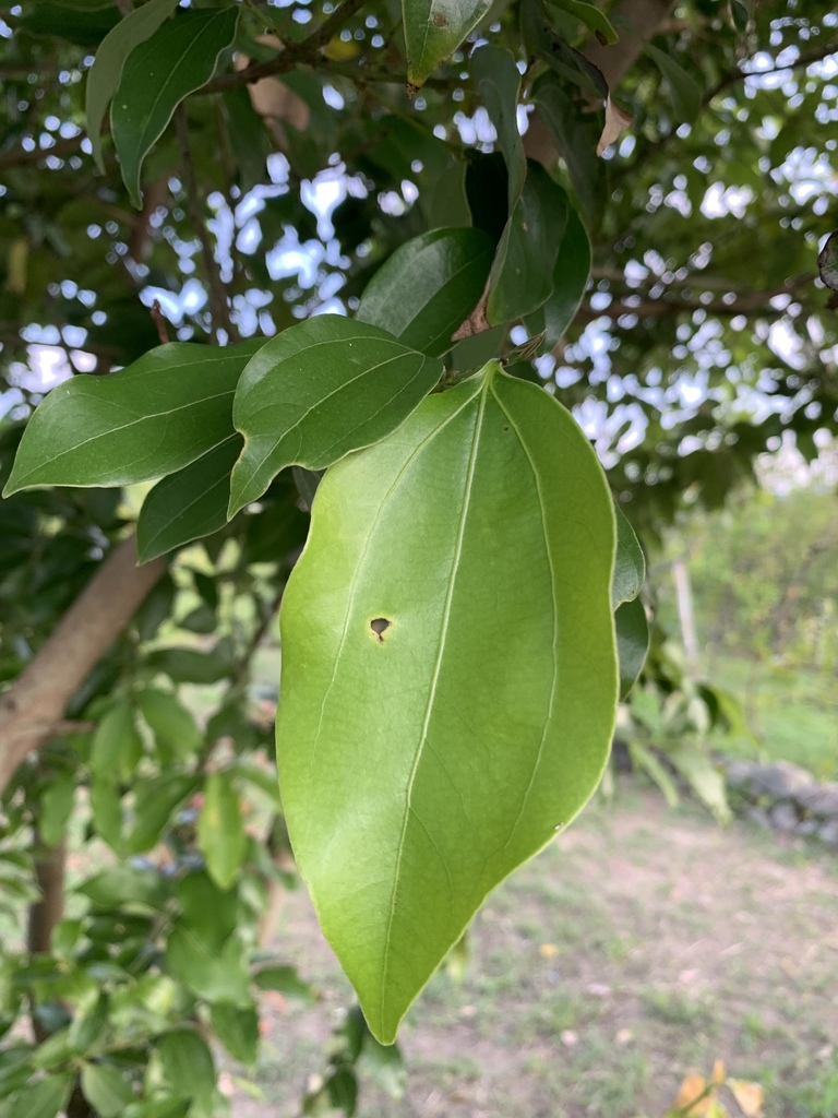 Cinnamon tree in July 2019 by YuanKai Shih · iNaturalist