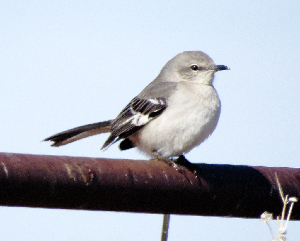 Northern Mockingbird from Jackson County, OK on January 19, 2025 by ...
