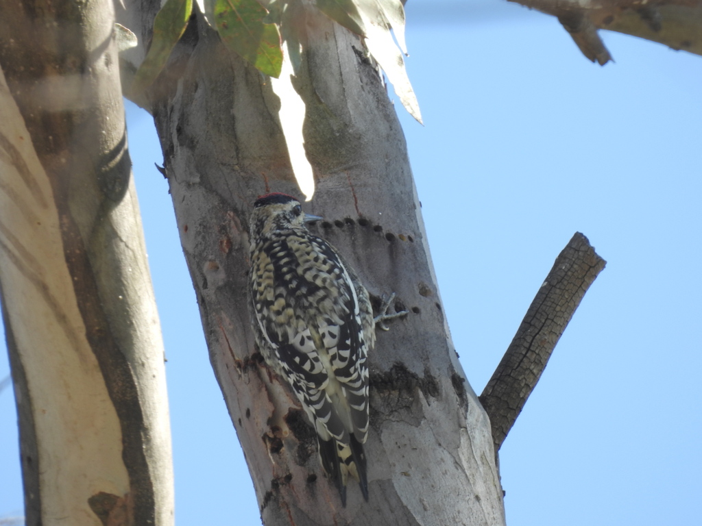 Carpintero Moteado desde Barrio de la Merced, San Cristóbal de las ...