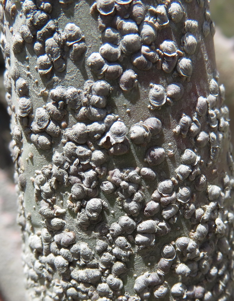 Armored Scale Insects from Seweweekspoort on February 27, 2015 at 02:20 ...