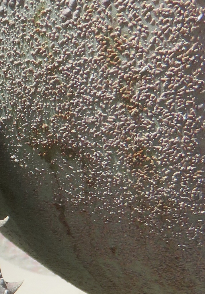 Armored Scale Insects from Seweweekspoort on February 27, 2015 at 02:20 ...