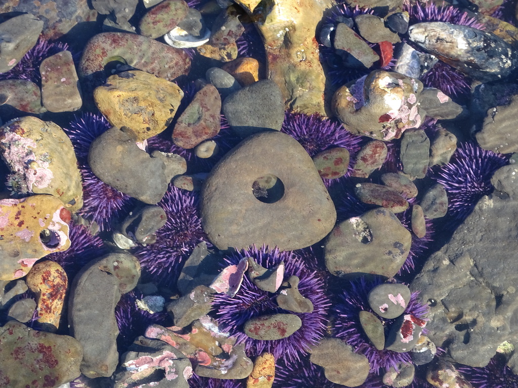 Pacific Purple Sea Urchin from San Mateo County, CA, USA on January 9 ...